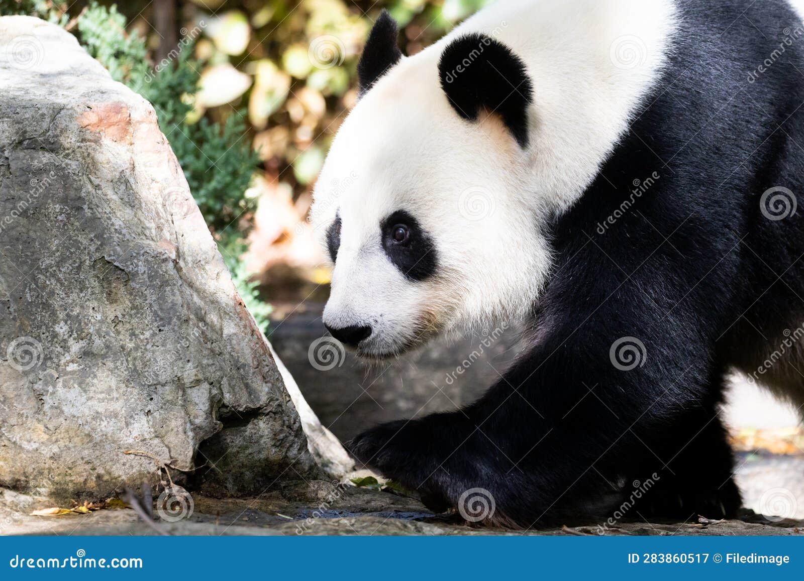 Giant Panda in Australia stock image. Image of tree - 283860517