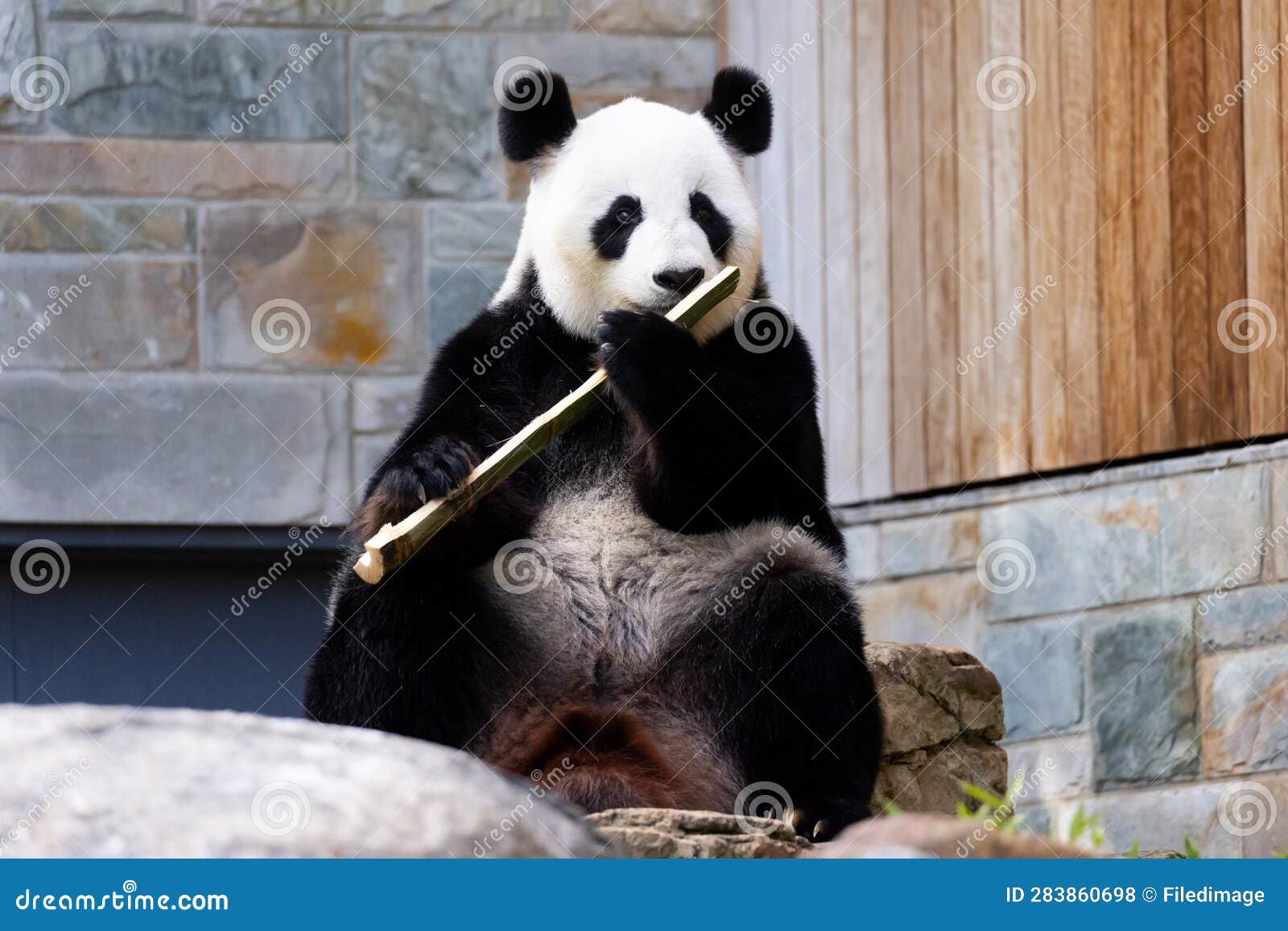 Giant Panda in Australia stock photo. Image of animal - 283860698