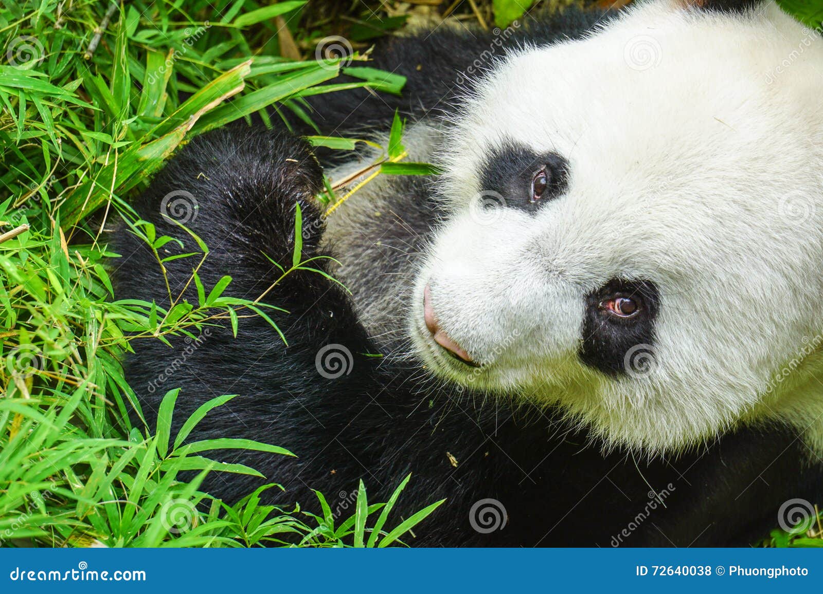 Giant Panda with Bamboo Trees Stock Photo - Image of white, bamboo ...