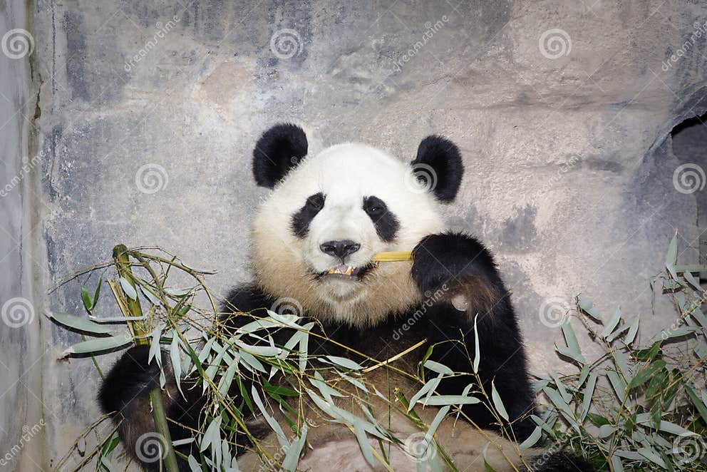 Giant Panda Bear stock image. Image of adult, giant, asia - 12378159