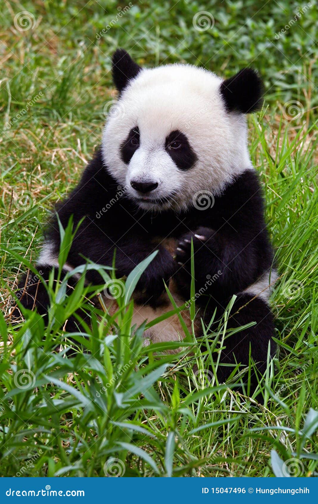 Giant panda bear stock photo. Image of rare, habitat - 15047496