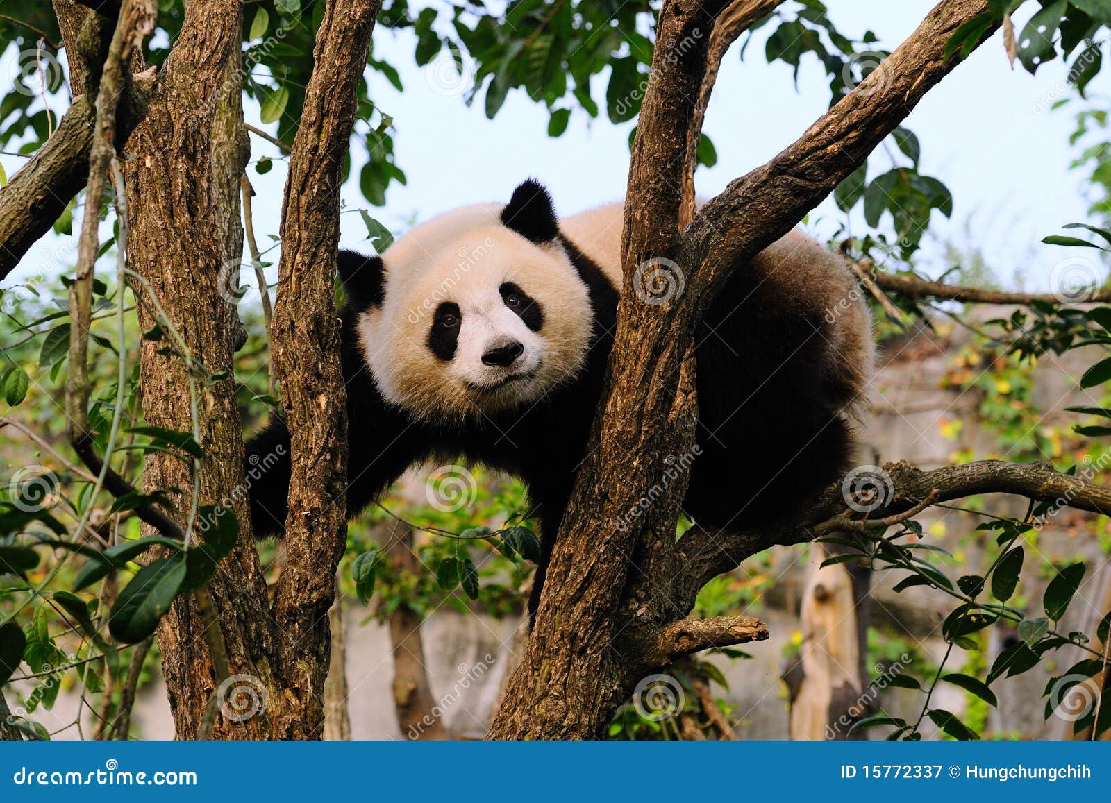 Giant panda bear stock image. Image of bamboo, asia, endangered - 15772337