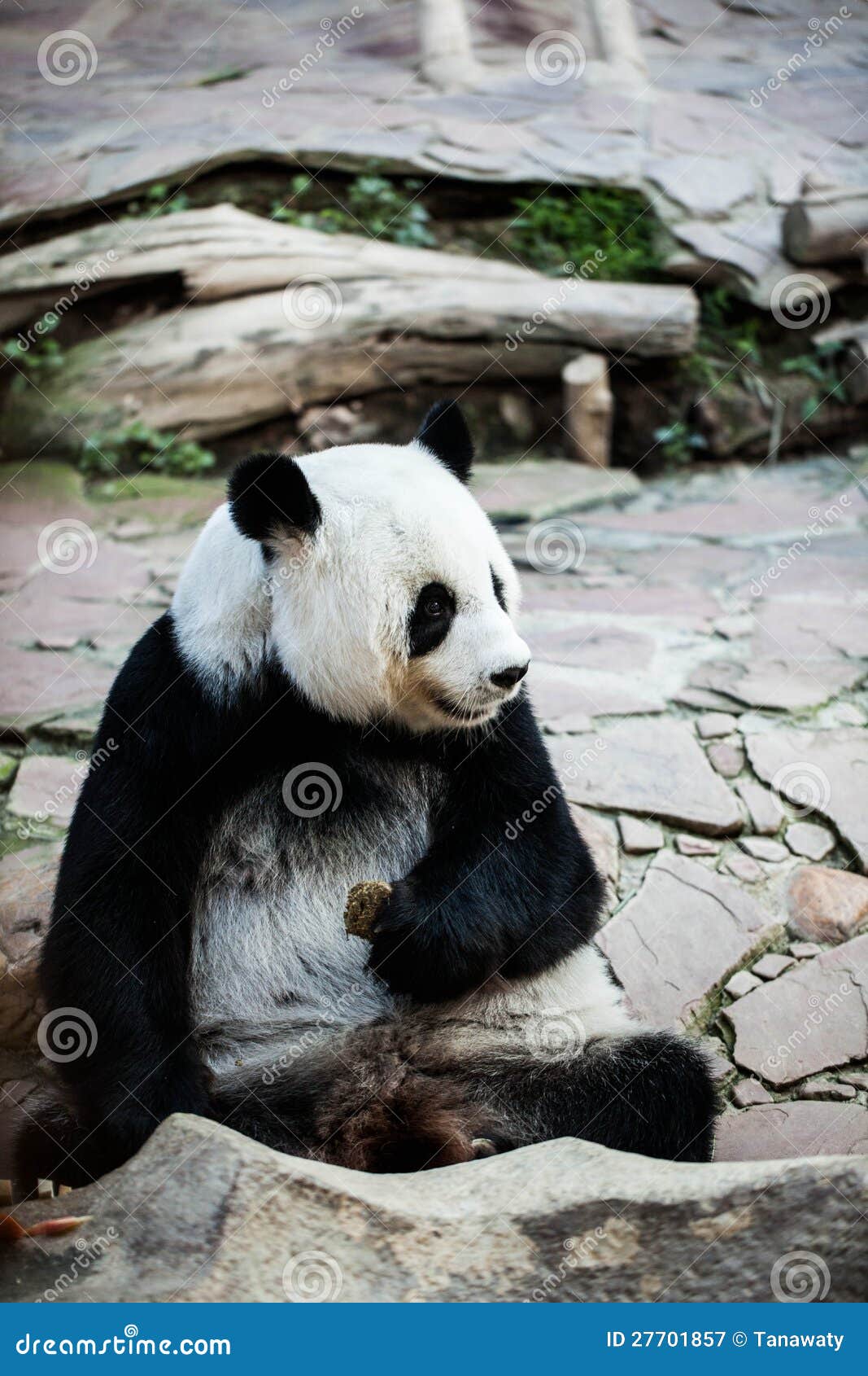 Giant panda bear stock image. Image of hungry, animal - 27701857