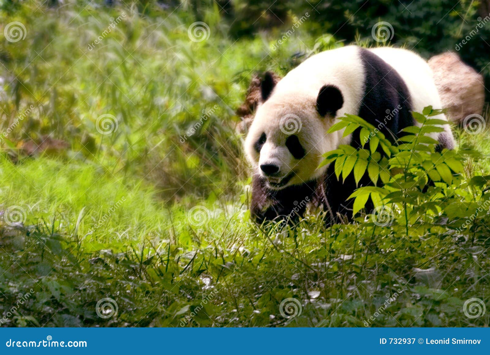 Giant panda bear stock image. Image of color, panda, walking - 732937