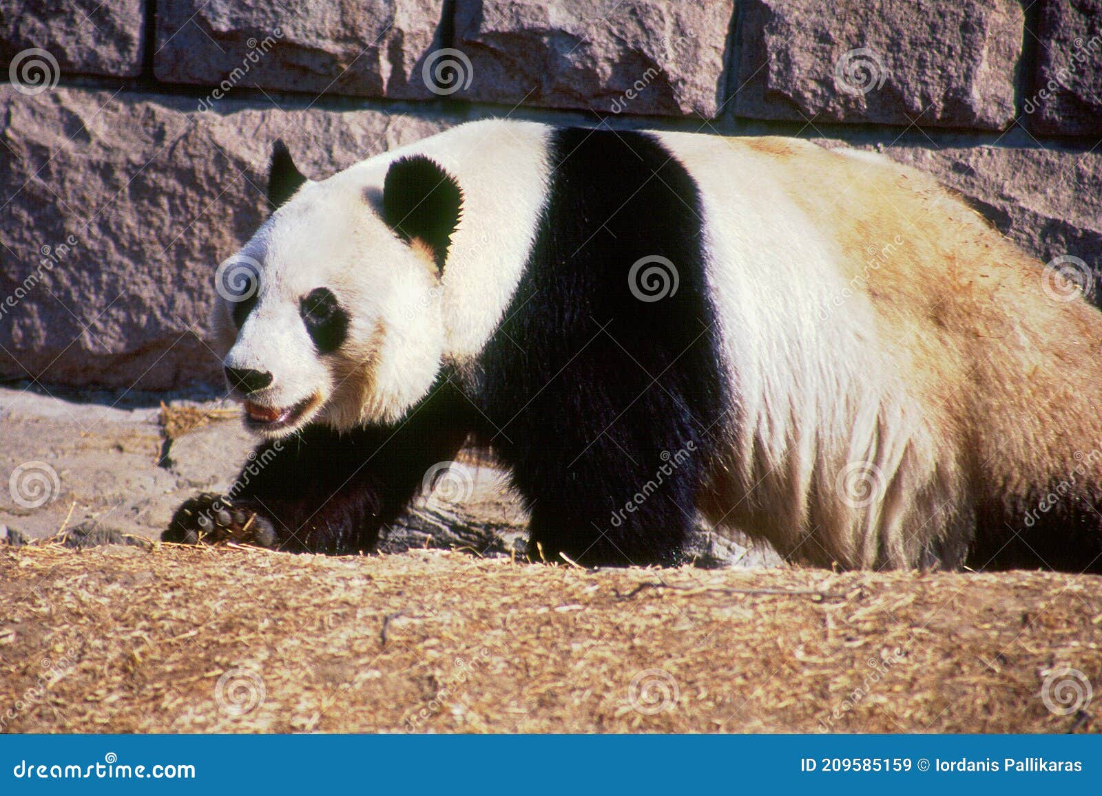 Giant Panda Bear at Beijing Zoo Stock Image - Image of east, park ...