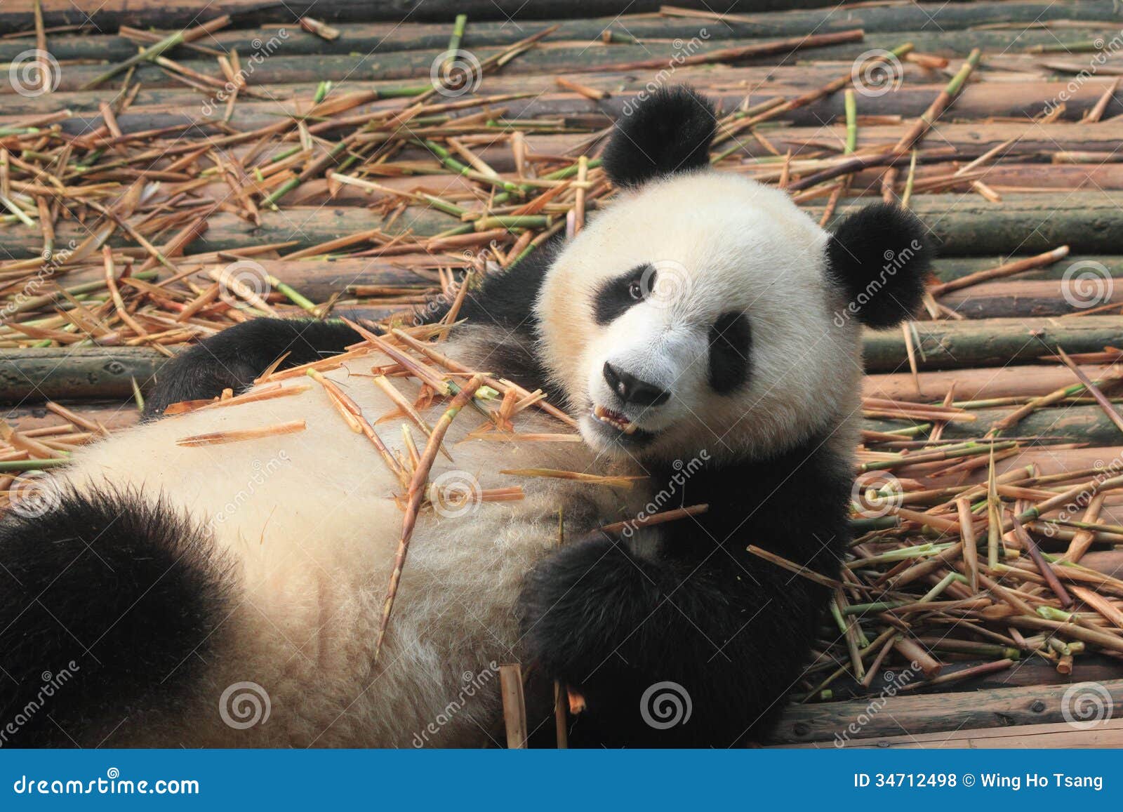 Giant, Panda, Bear, Fauna, Terrestrial, Animal, Snout, Carnivoran ...