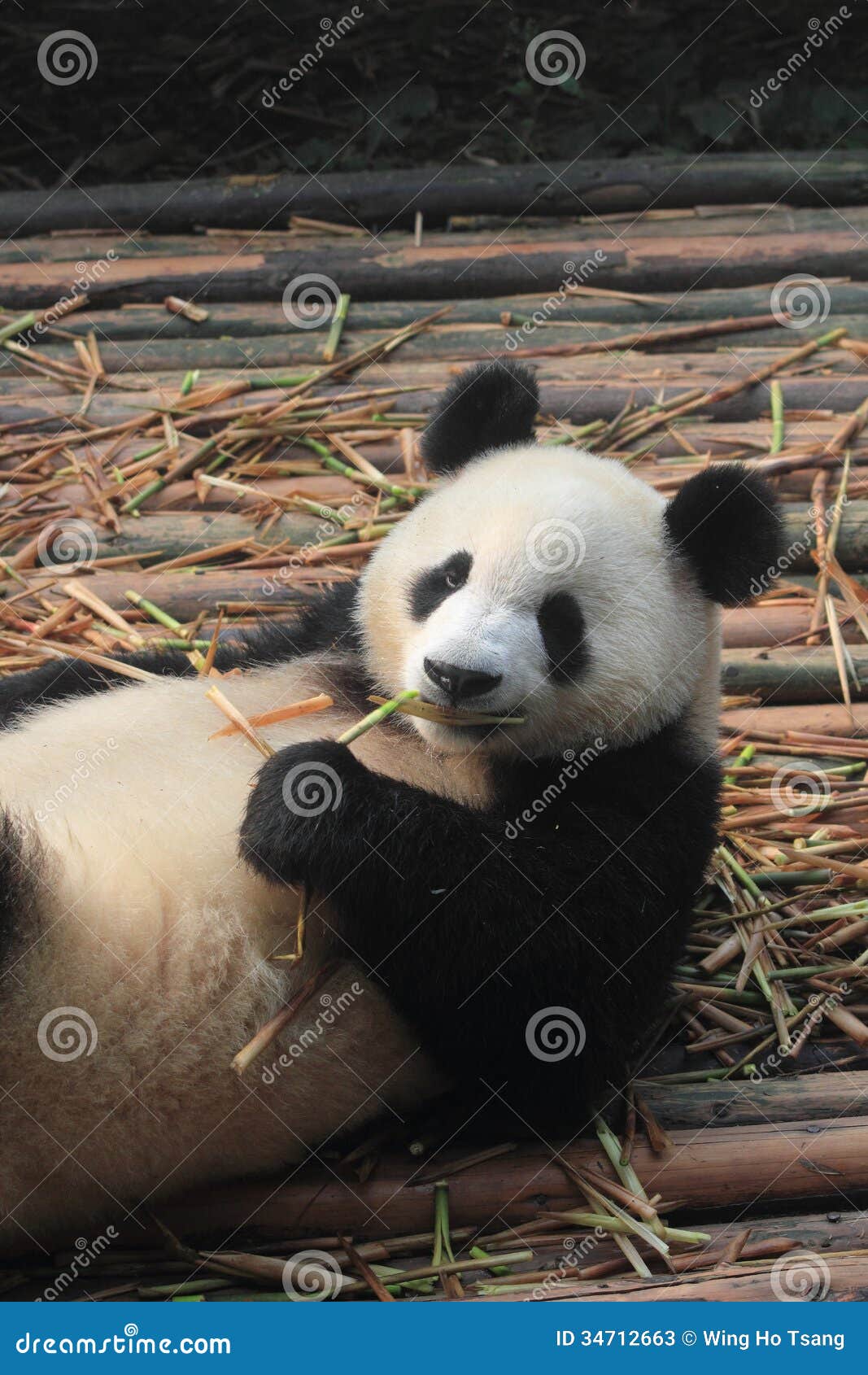 Giant, Panda, Fauna, Bear, Terrestrial, Animal, Snout, Carnivoran, Fur ...