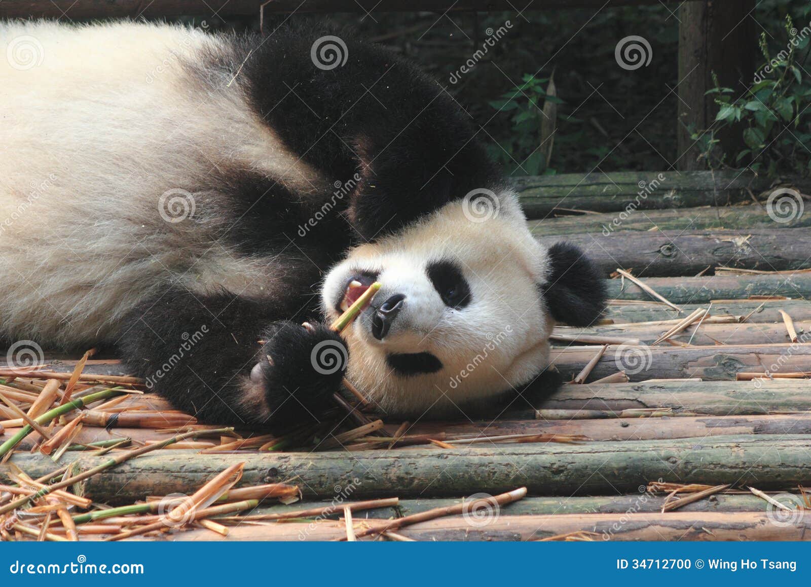 Giant, Panda, Fauna, Bear, Snout, Organism, Whiskers, Fur, Terrestrial ...