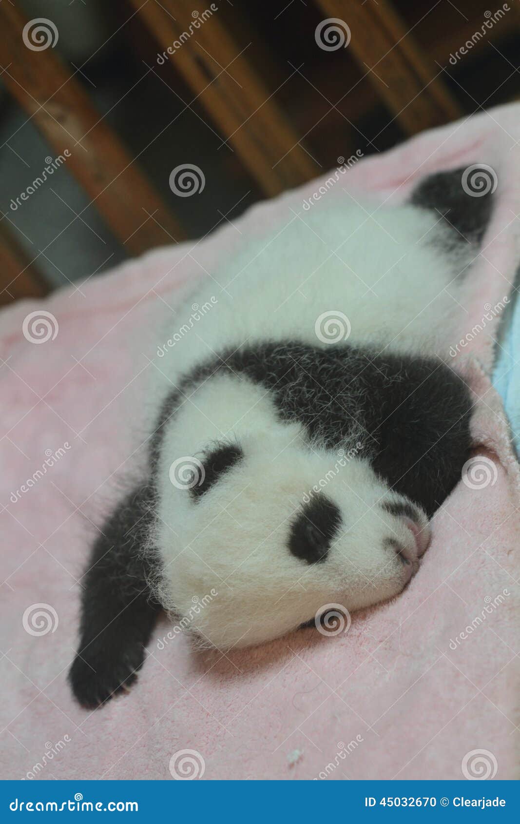 Giant panda bear (cub) stock photo. Image of orient, color - 45032670