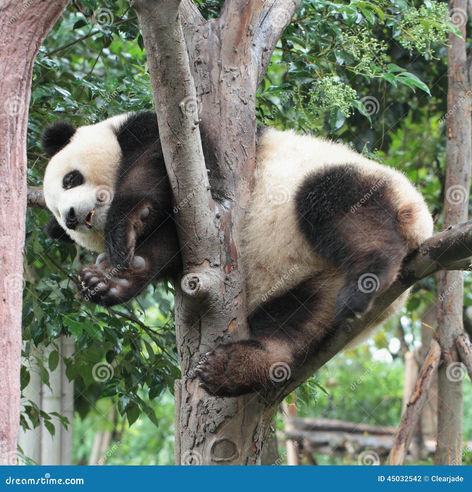 Giant panda bear (cub) stock photo. Image of hungry, figuren - 45032542