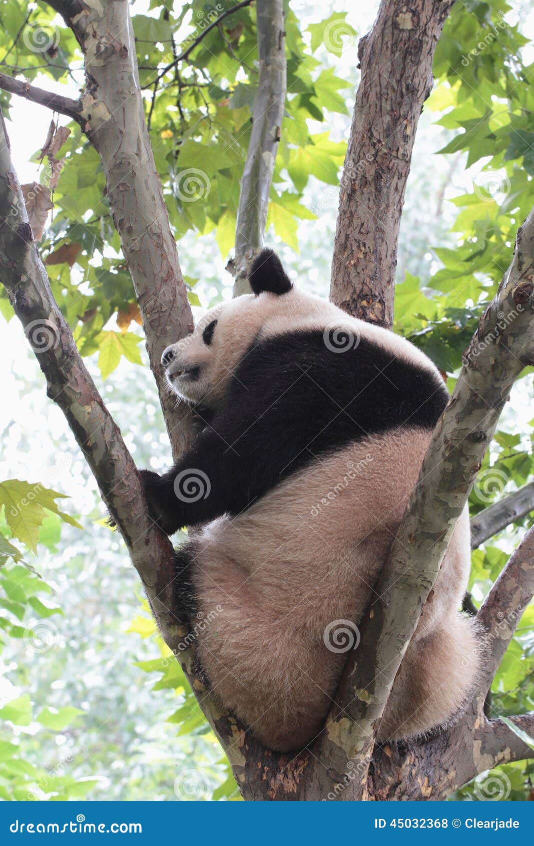 Giant panda bear (cub) stock photo. Image of china, forest - 45032368