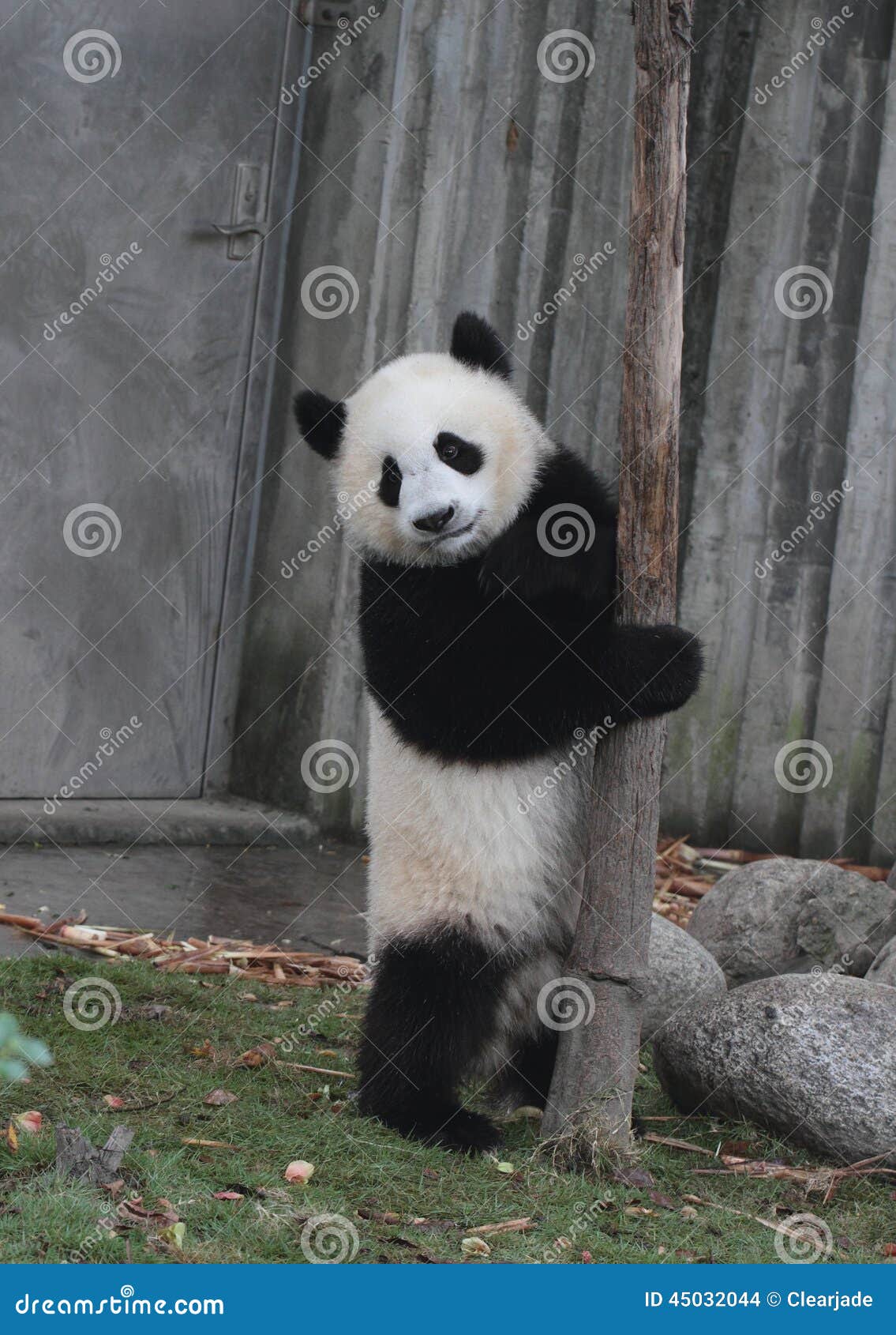 Giant Panda Bear (cub) Stand Back To Laugh Stock Photo - Image of asian ...