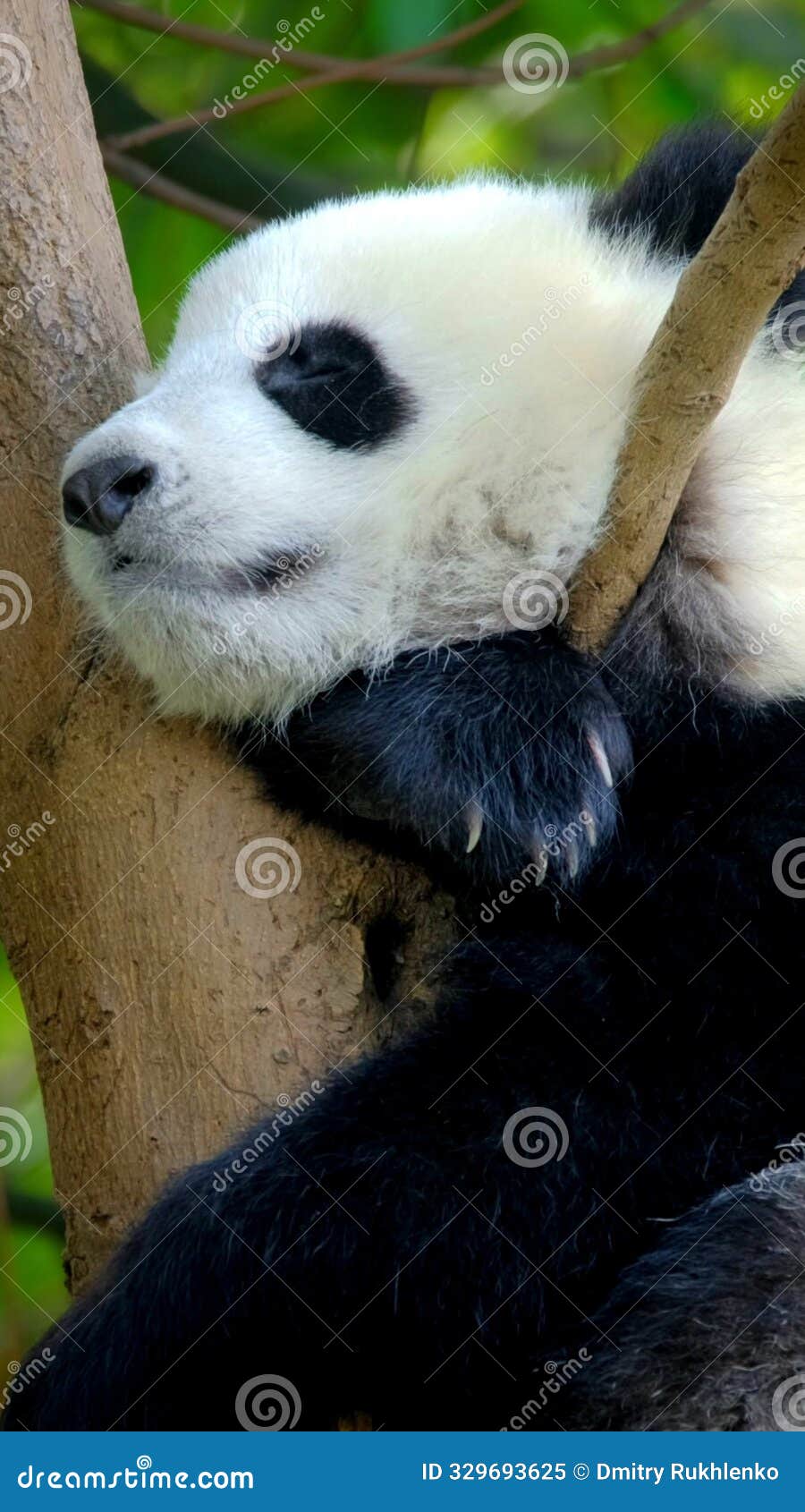 Giant Panda Bear Cub on a Tree Stock Image - Image of species, wild ...