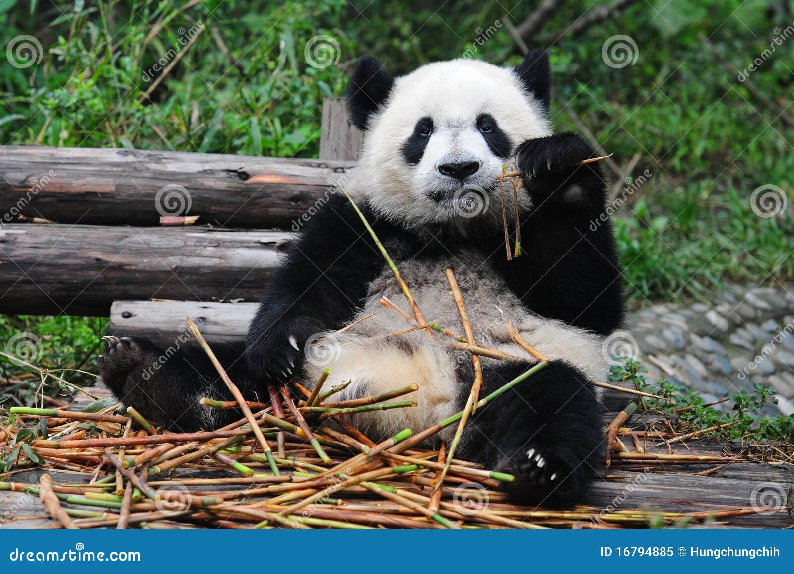 Giant Panda Bear Eating Bamboo Stock Image - Image of bamboo, cute ...
