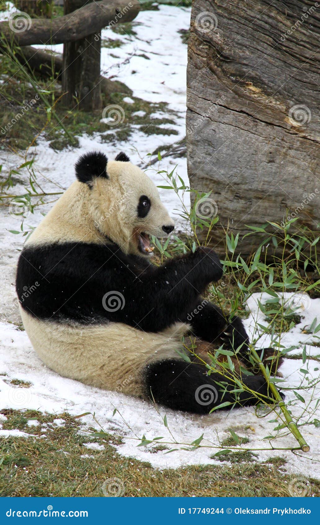 Giant Panda Bear Eating Bamboo Leaf Stock Photo - Image of nature ...
