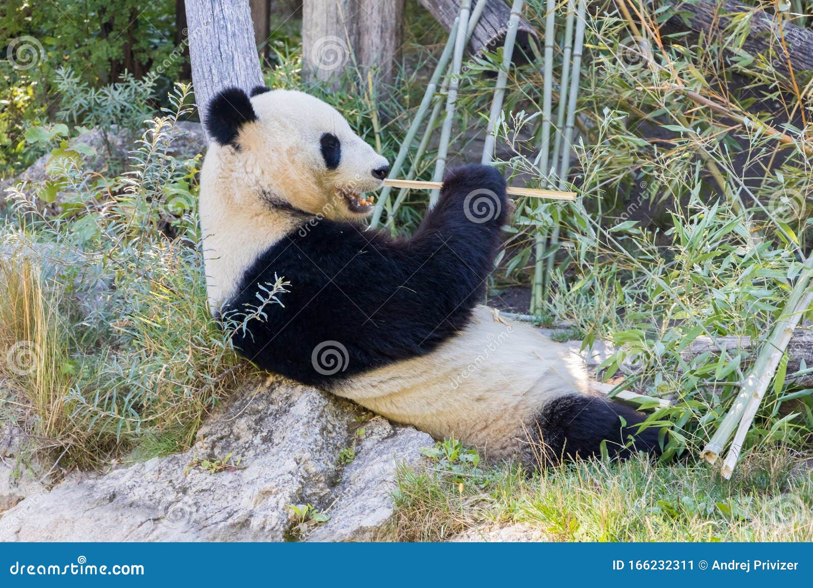 Giant Panda Bear Eating Bamboo and Lying on His Back Stock Image ...
