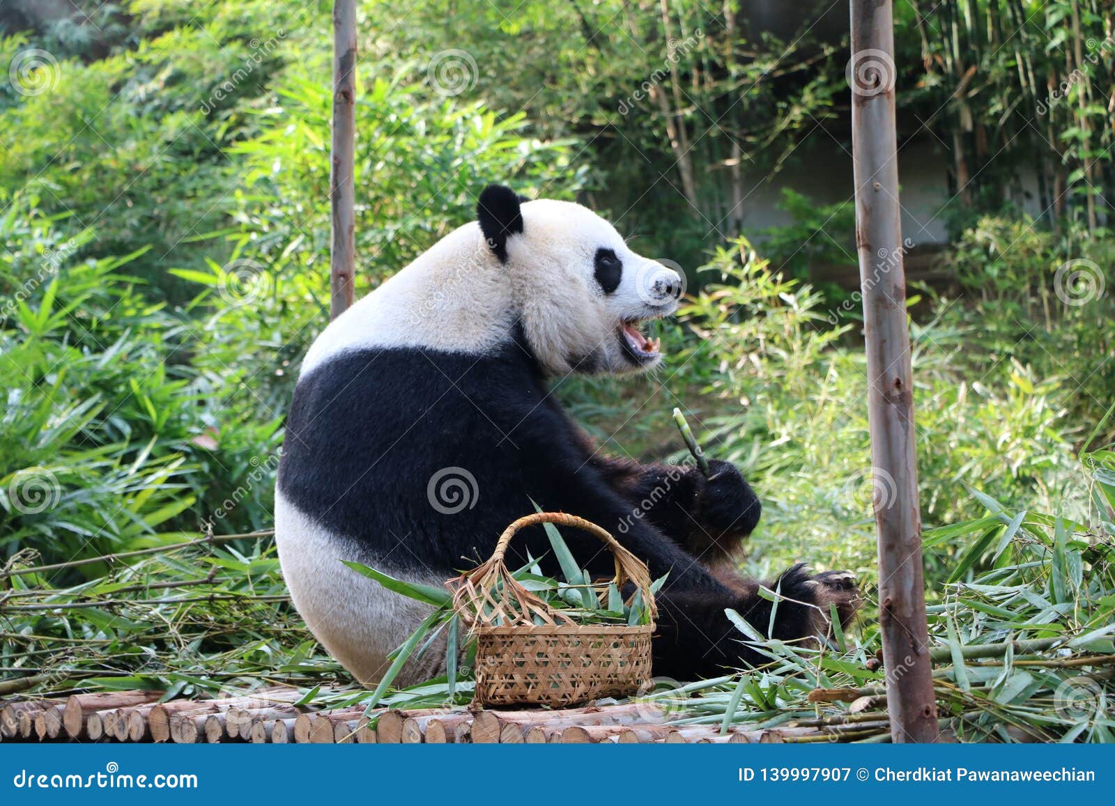 Giant Panda Bear Eating Bamboo Stock Image - Image of animal, fang ...