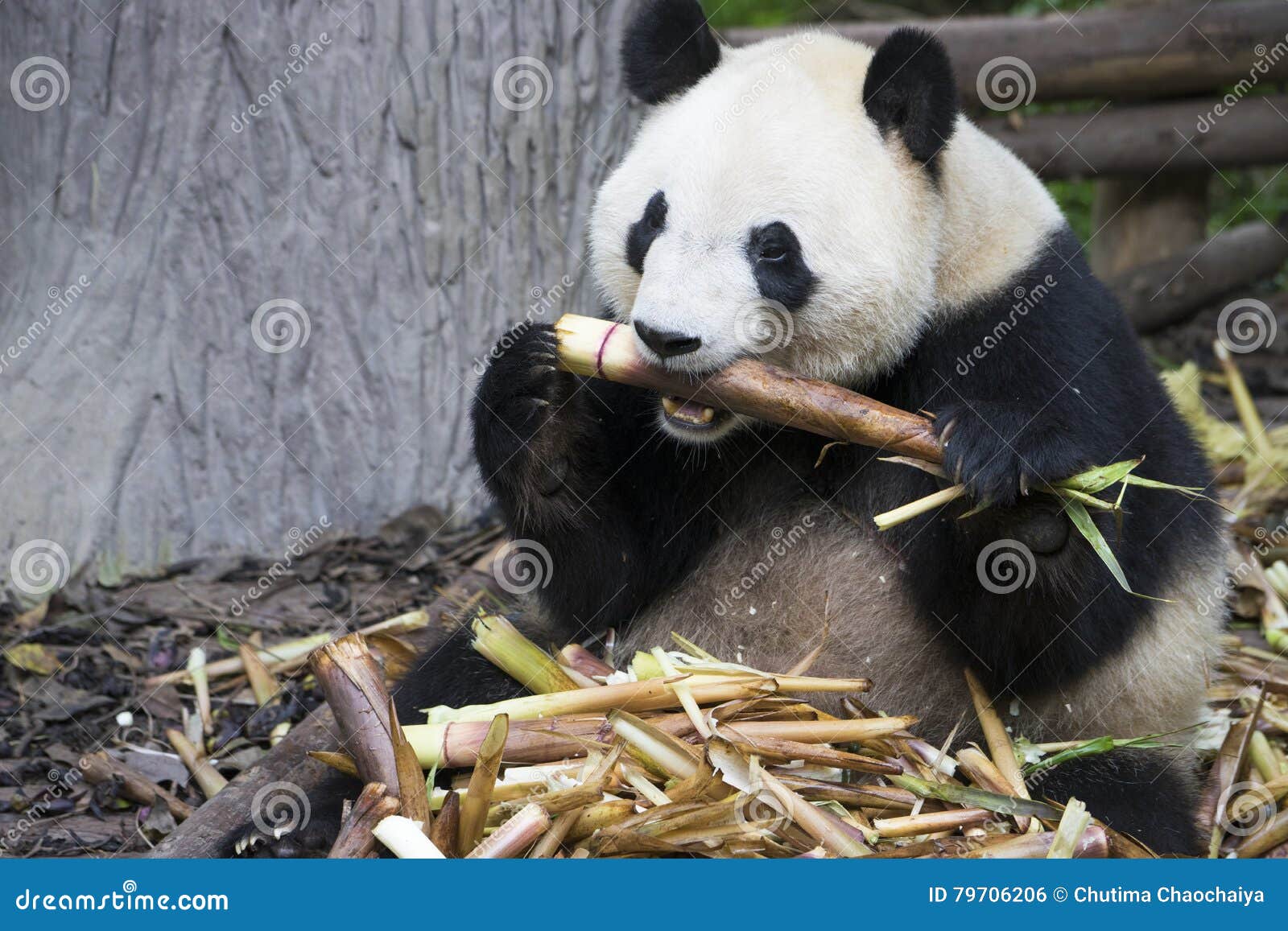 Giant Panda Bear Eating Bamboo Stock Photo - Image of asian, giant ...
