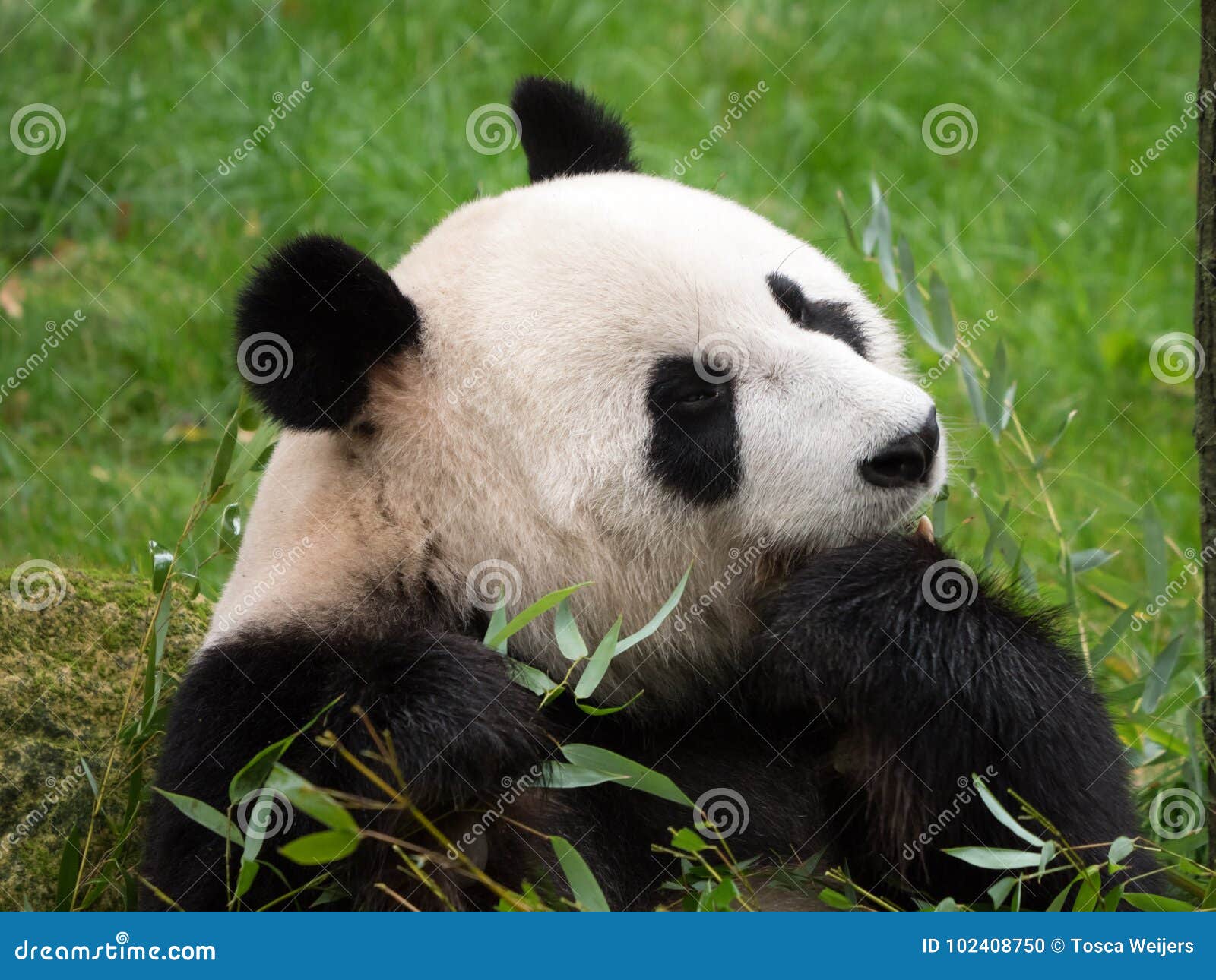 Giant panda bear eating stock photo. Image of chinese - 102408750