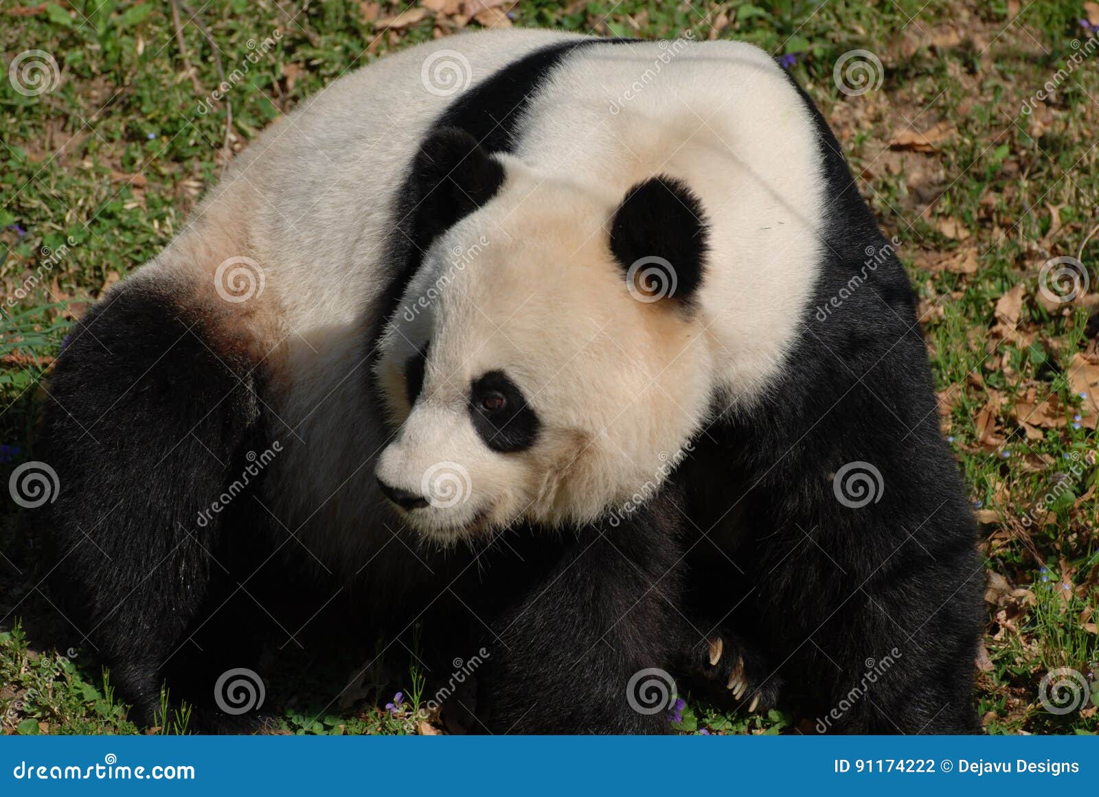 Giant Panda Bear Looking Back Over His Shoulder Stock Photo - Image of ...