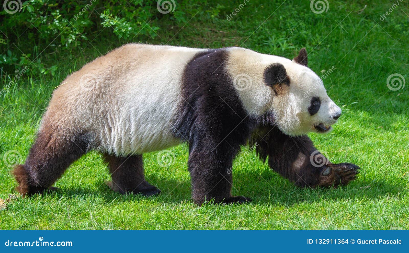 Giant panda, bear panda stock photo. Image of profile - 132911364