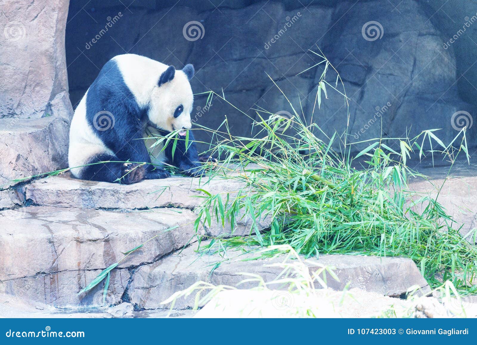 Giant panda bear in relax stock image. Image of bear - 107423003
