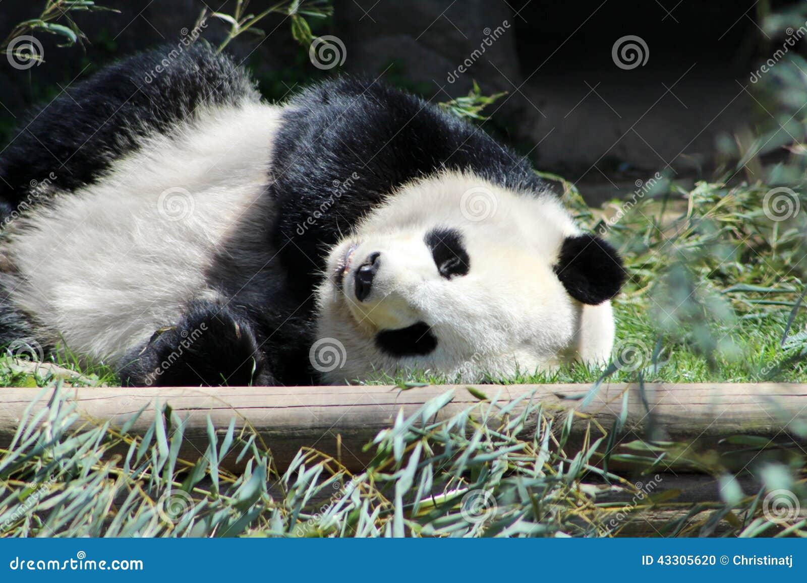 Giant Panda Bear stock photo. Image of china, giant, ground - 43305620