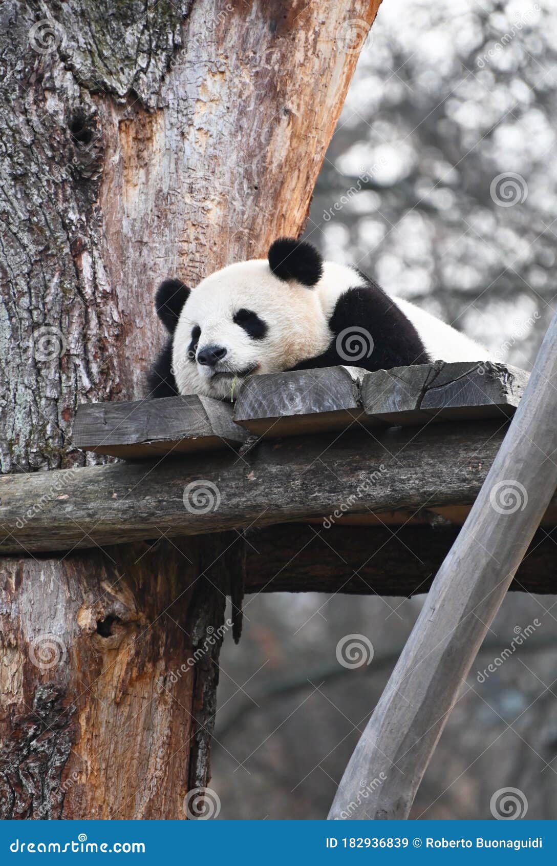 A Giant Panda Rests on a Tree Stock Image - Image of panda, nature ...