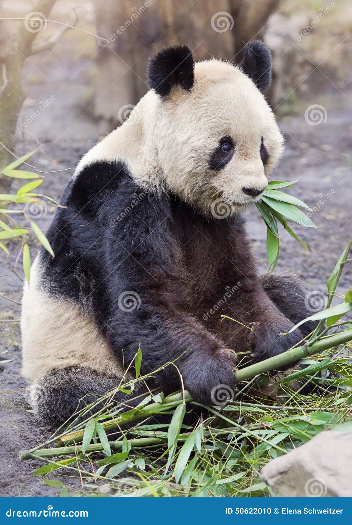 Giant panda bear stock photo. Image of asia, wild, chinese - 50622010