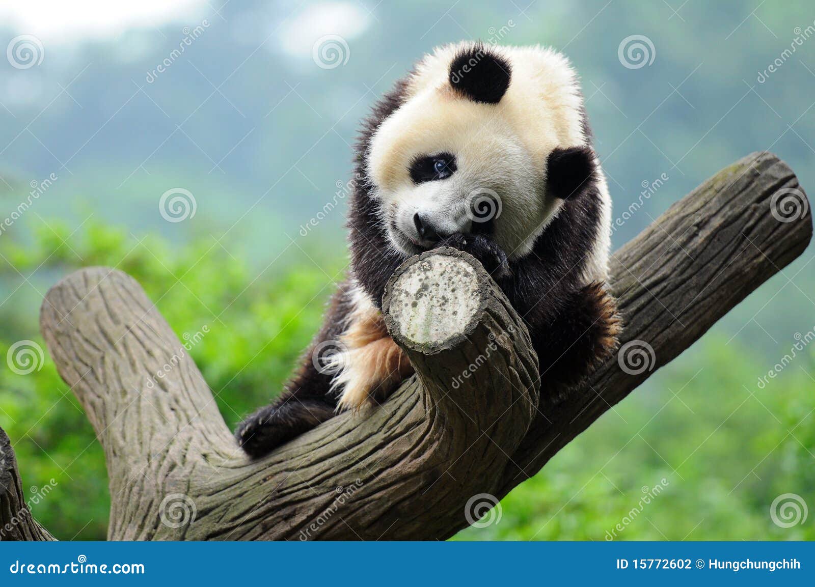 Giant panda bear in tree stock photo. Image of habitat - 15772602
