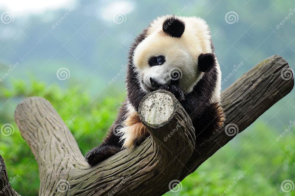 Giant panda bear in tree stock photo. Image of habitat - 15772602