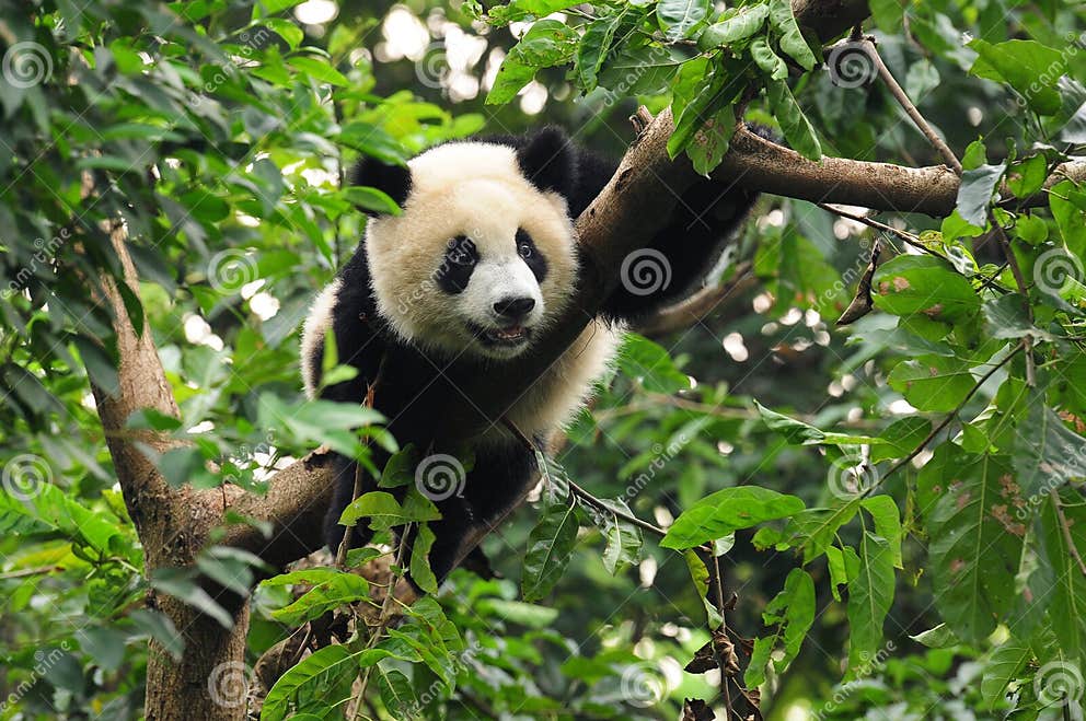 Giant panda bear in tree stock image. Image of food, bamboo - 16333299