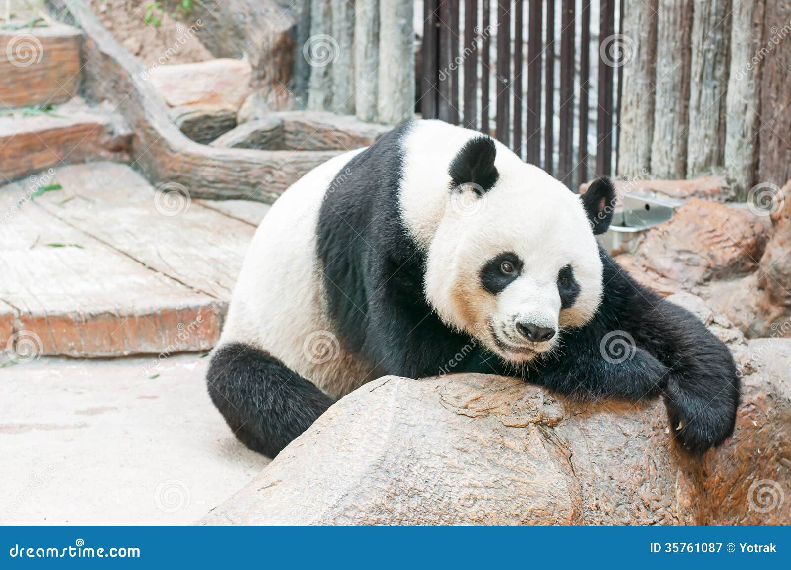 Giant panda bear stock image. Image of rare, black, animal - 35761087