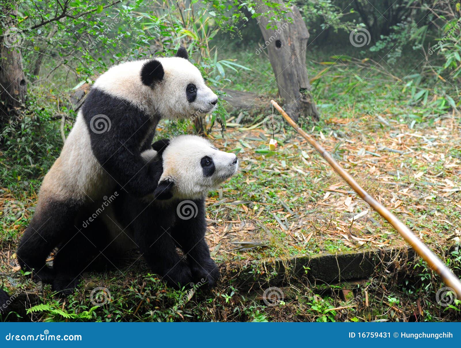 Giant Panda Bears Fighting for Food Stock Image - Image of special ...