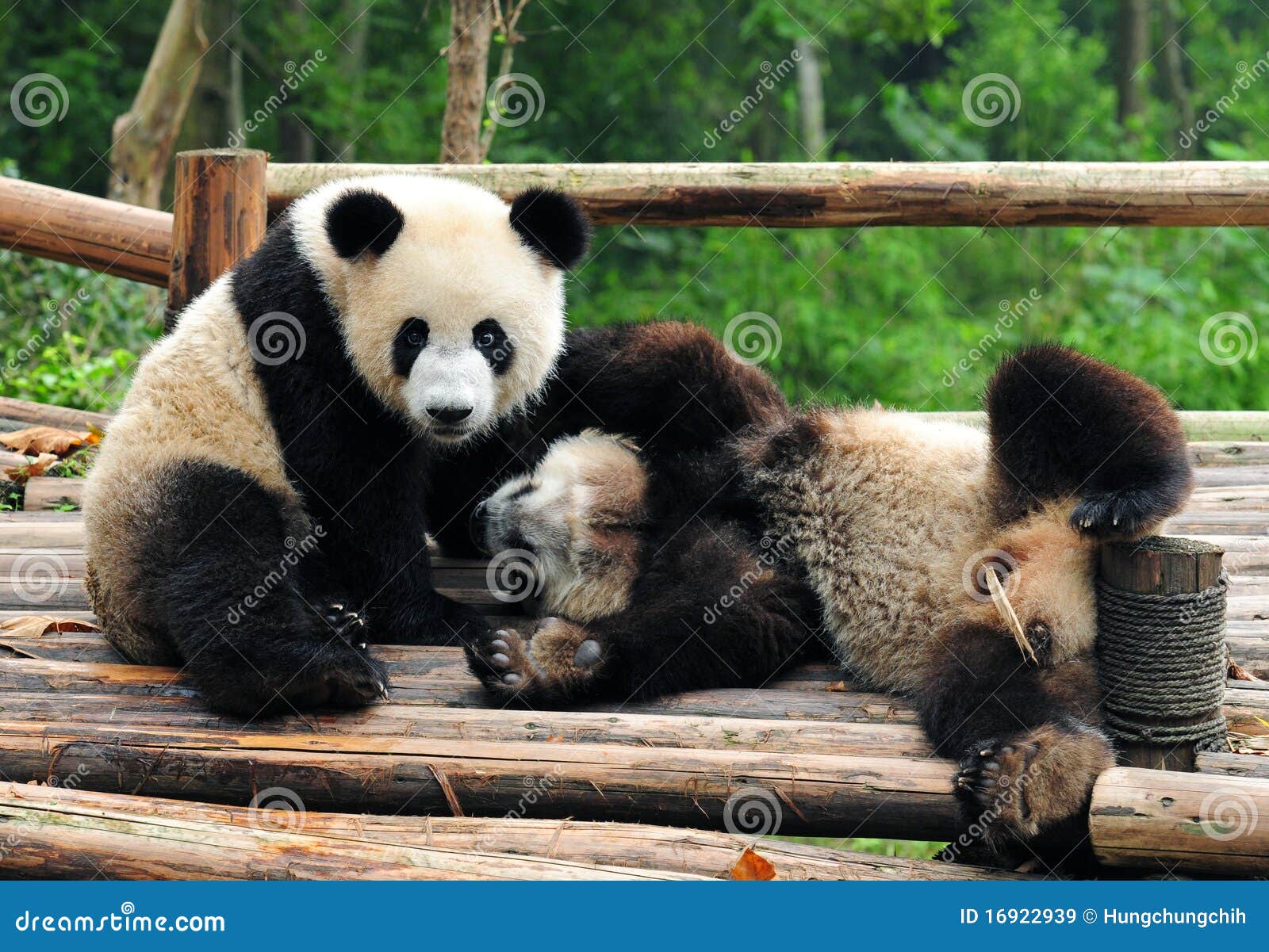 Giant panda bears playing stock image. Image of asia - 16922939