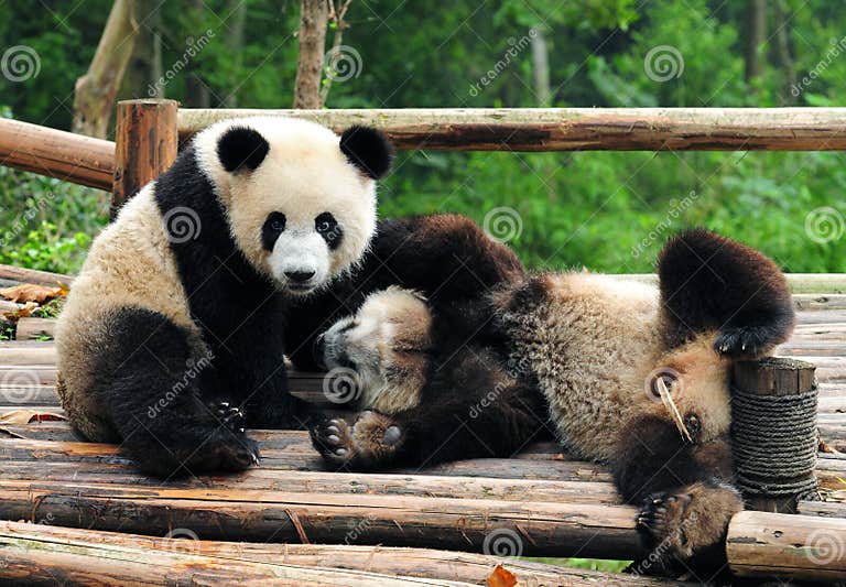 Giant panda bears playing stock image. Image of asia - 16922939