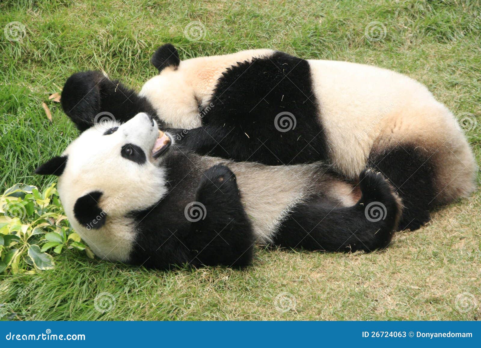 Giant Panda Bears Rolling Together Stock Image - Image of fighting ...