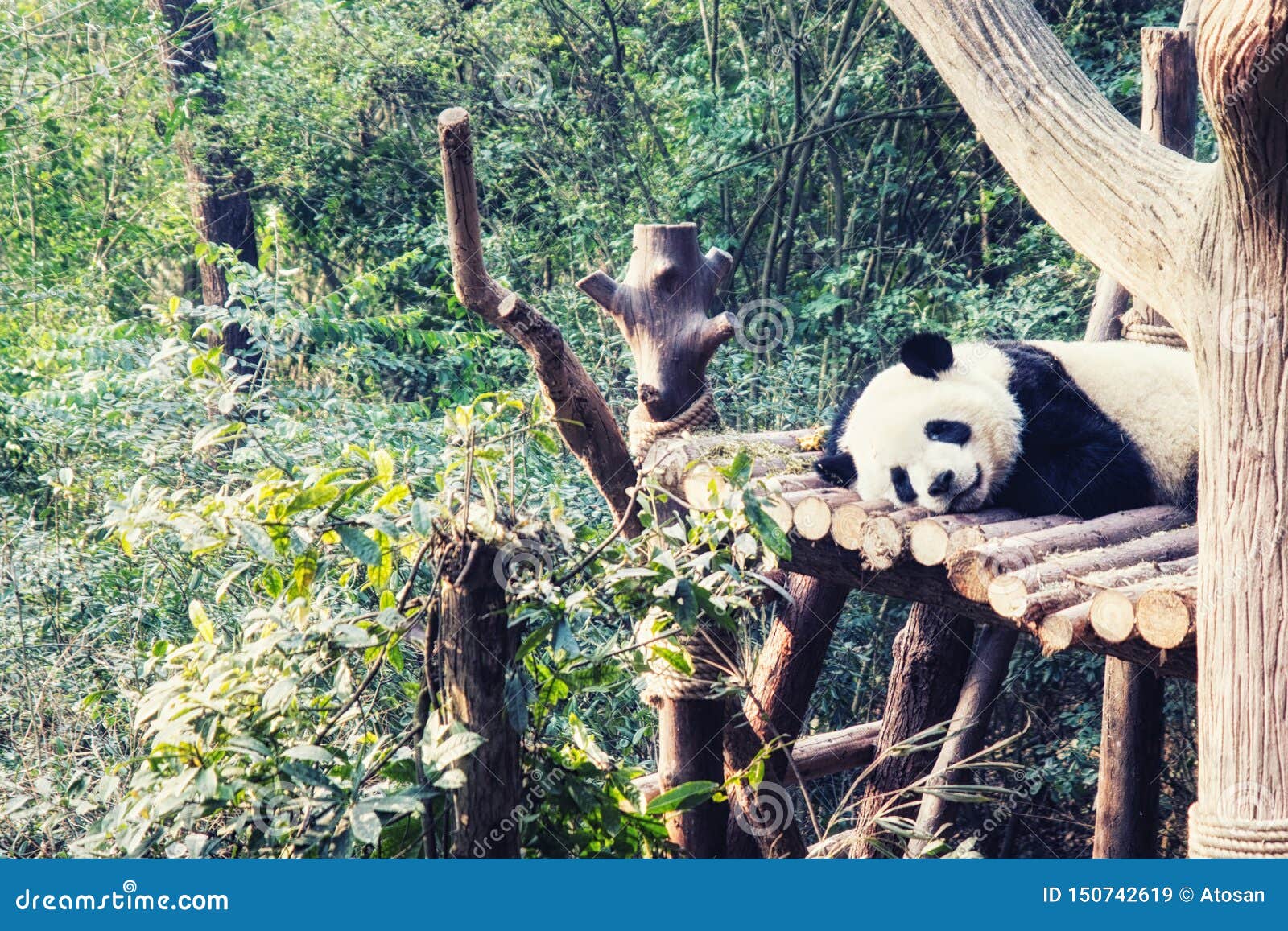 Giant Panda Breeding Base In Chengdu Royalty-Free Stock Photography ...