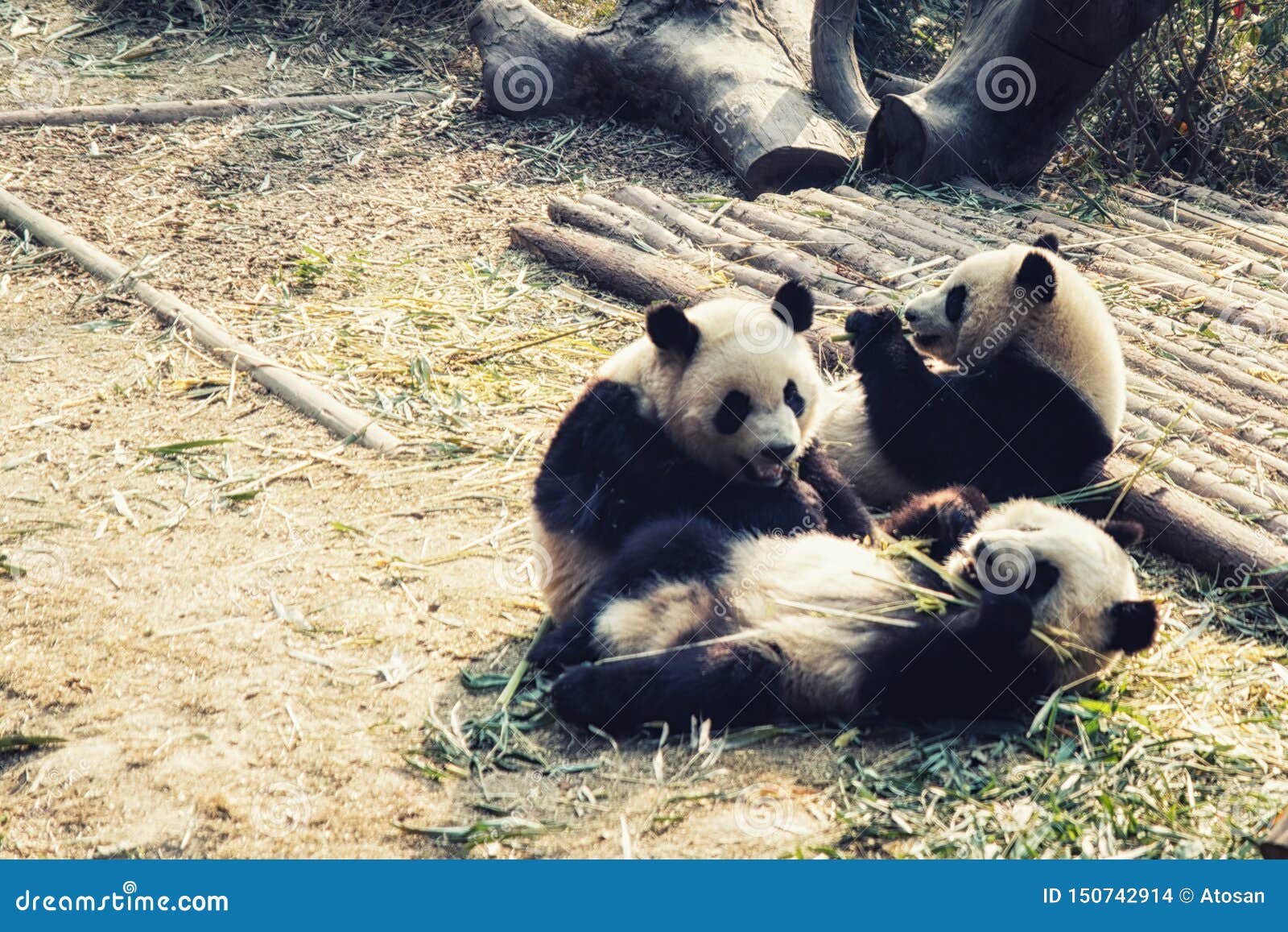 Giant Panda Breeding Base in Chengdu Stock Photo - Image of living ...