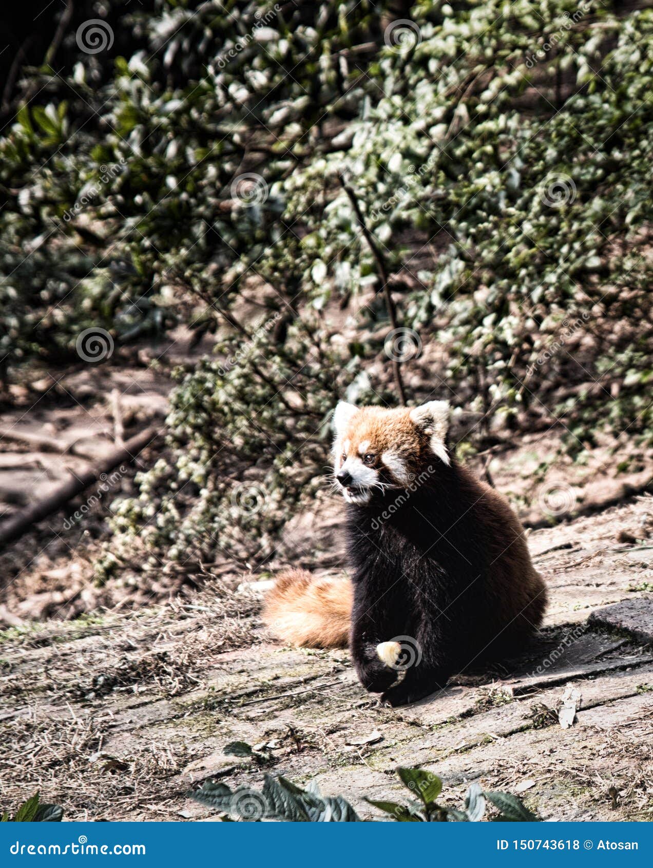 Giant Panda Breeding Base In Chengdu Stock Photography | CartoonDealer ...