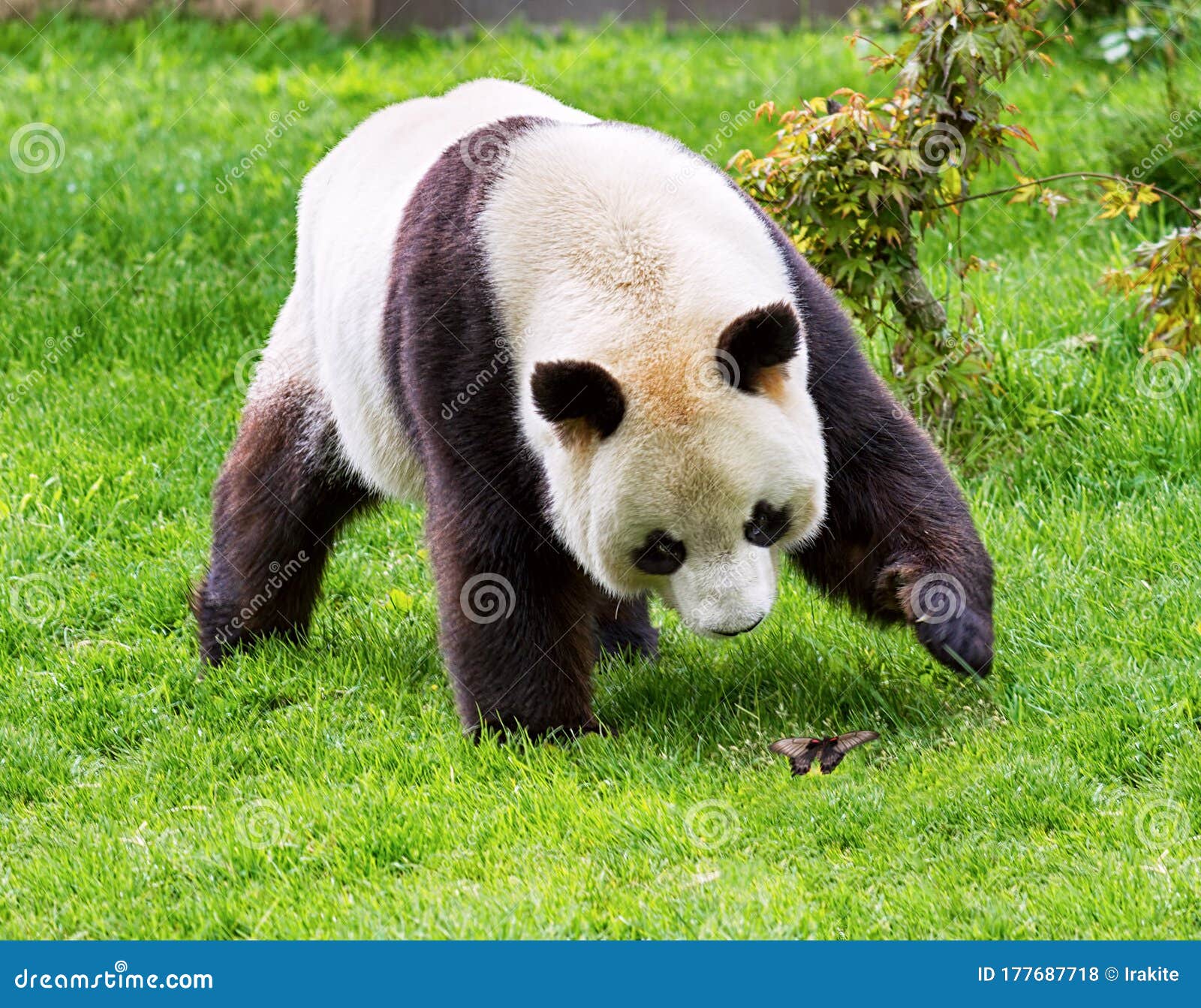 Giant panda and butterfly stock photo. Image of pets - 177687718