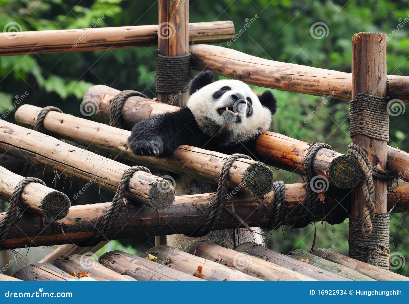 Giant Panda Calling For Help Stock Images - Image: 16922934