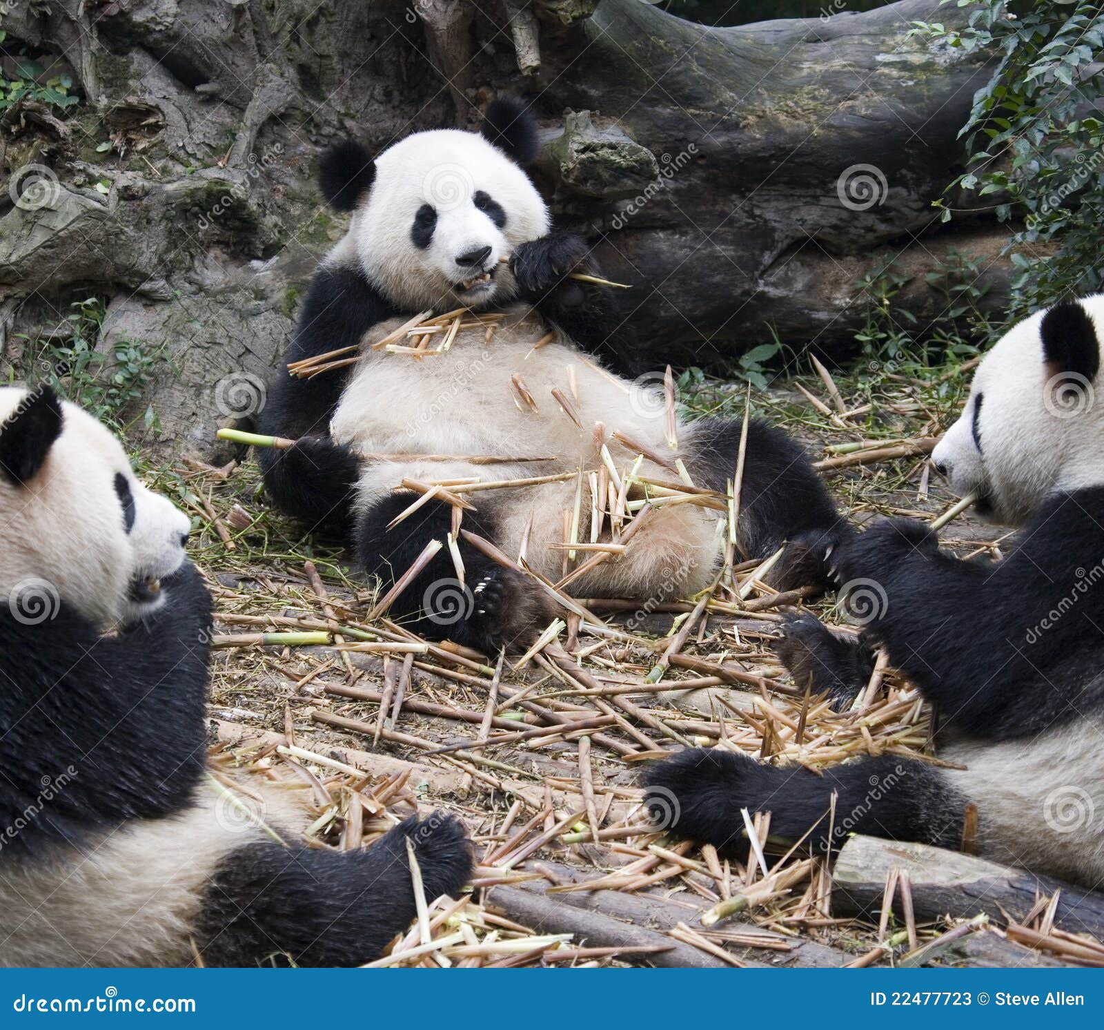 Giant Panda - Chengdu - China Stock Image - Image of tourism ...