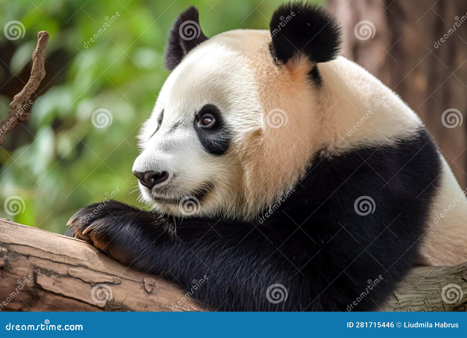 Giant Panda in Chengdu. Generative AI Stock Illustration - Illustration ...