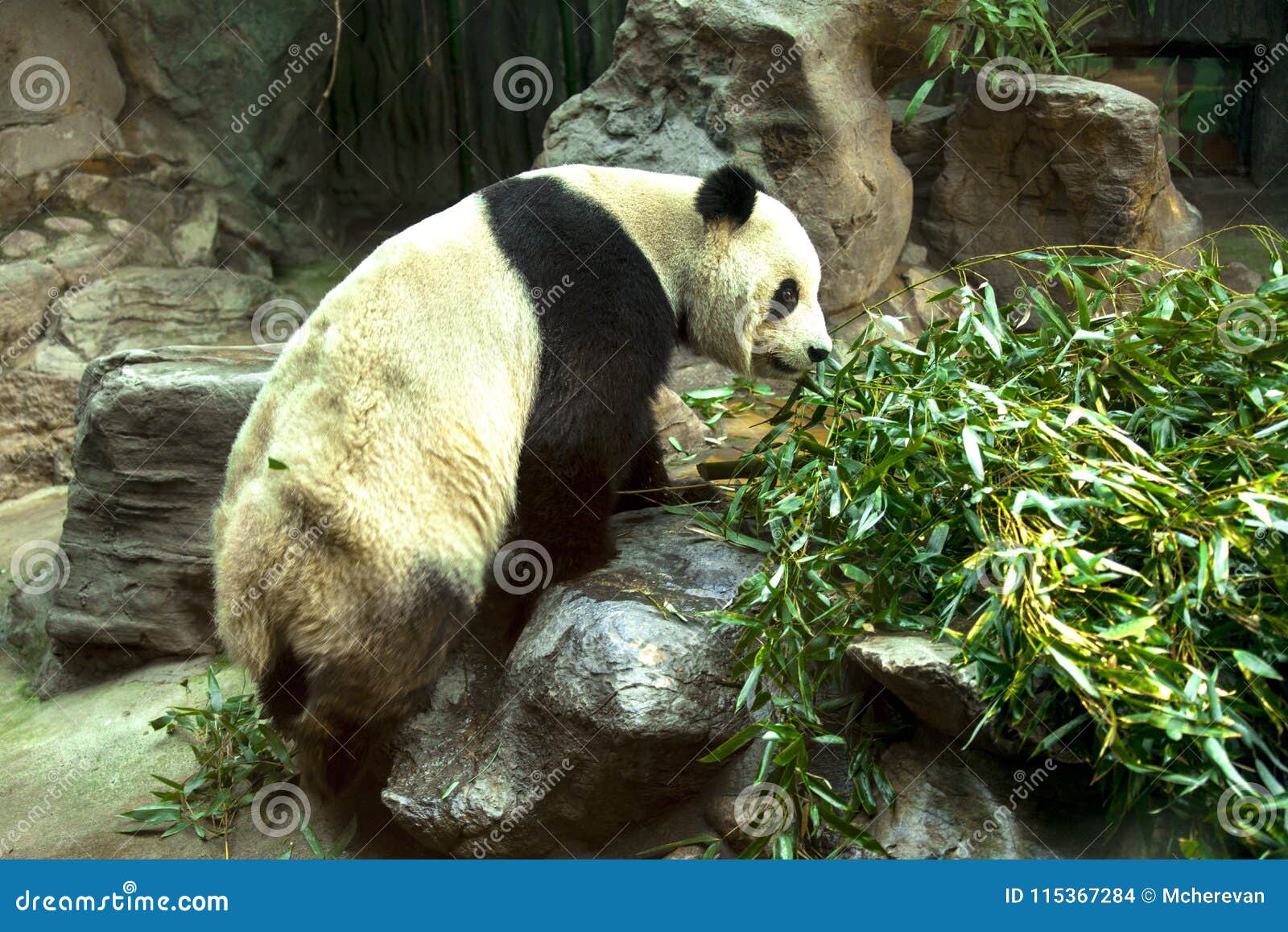 Giant Panda China. Panda Eats Bamboo. Stock Photo - Image of babypanda ...