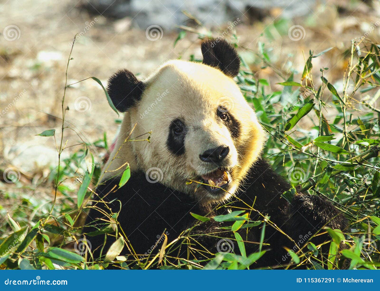 Giant Panda China. Panda Eats Bamboo. Stock Image - Image of china ...