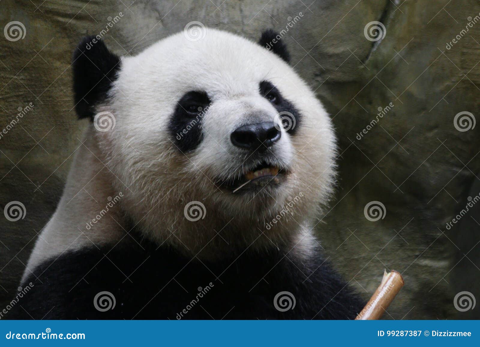 Giant Panda in Chongqing,China Stock Image - Image of bamboo, chongqing ...