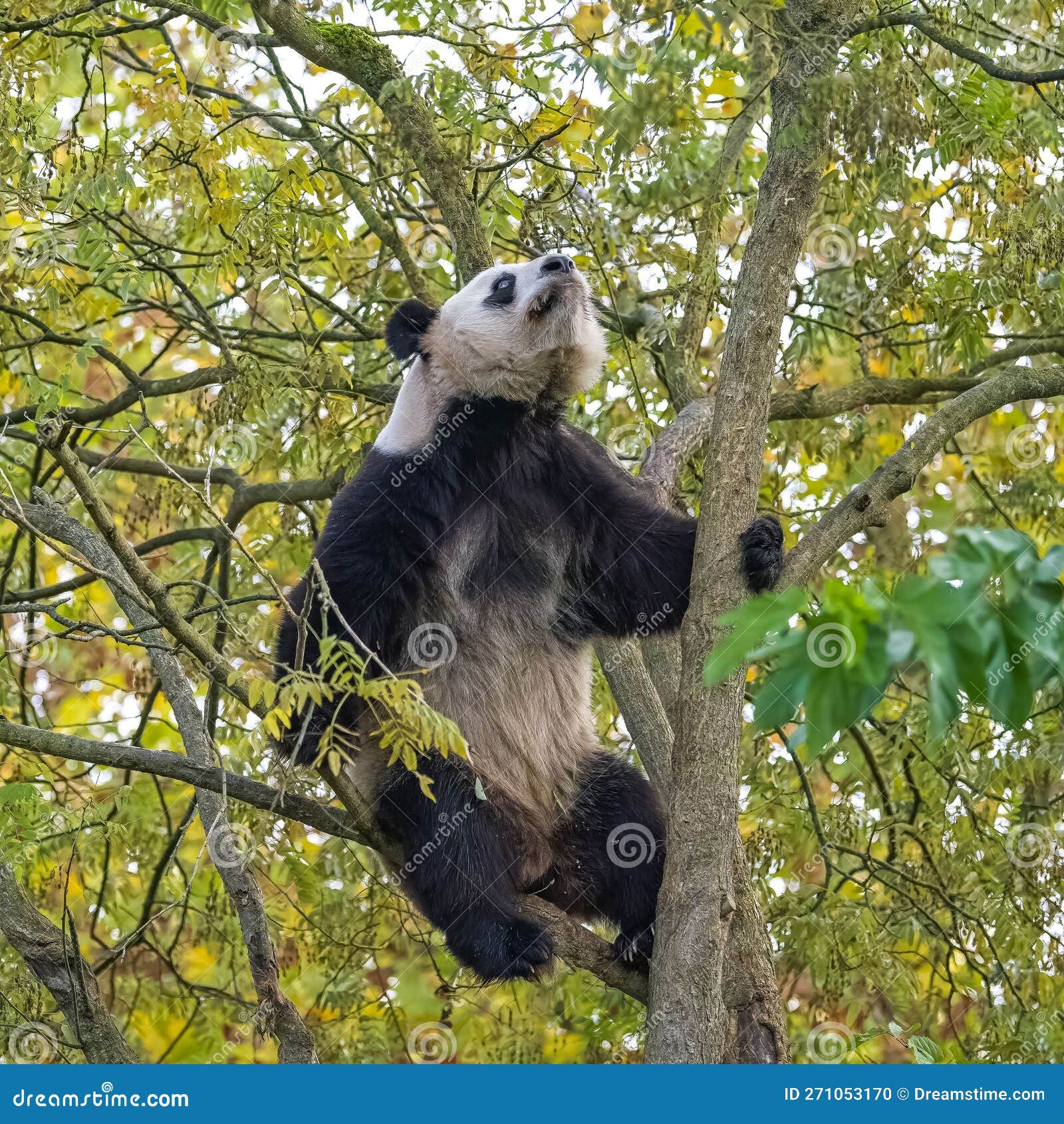 A Giant Panda Climbing in a Tree Stock Photo - Image of ailuropoda ...