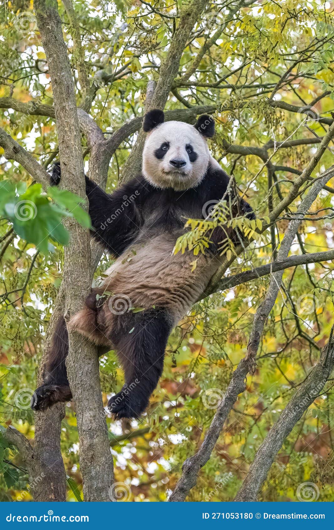 A Giant Panda Climbing in a Tree Stock Photo - Image of looking, giant ...