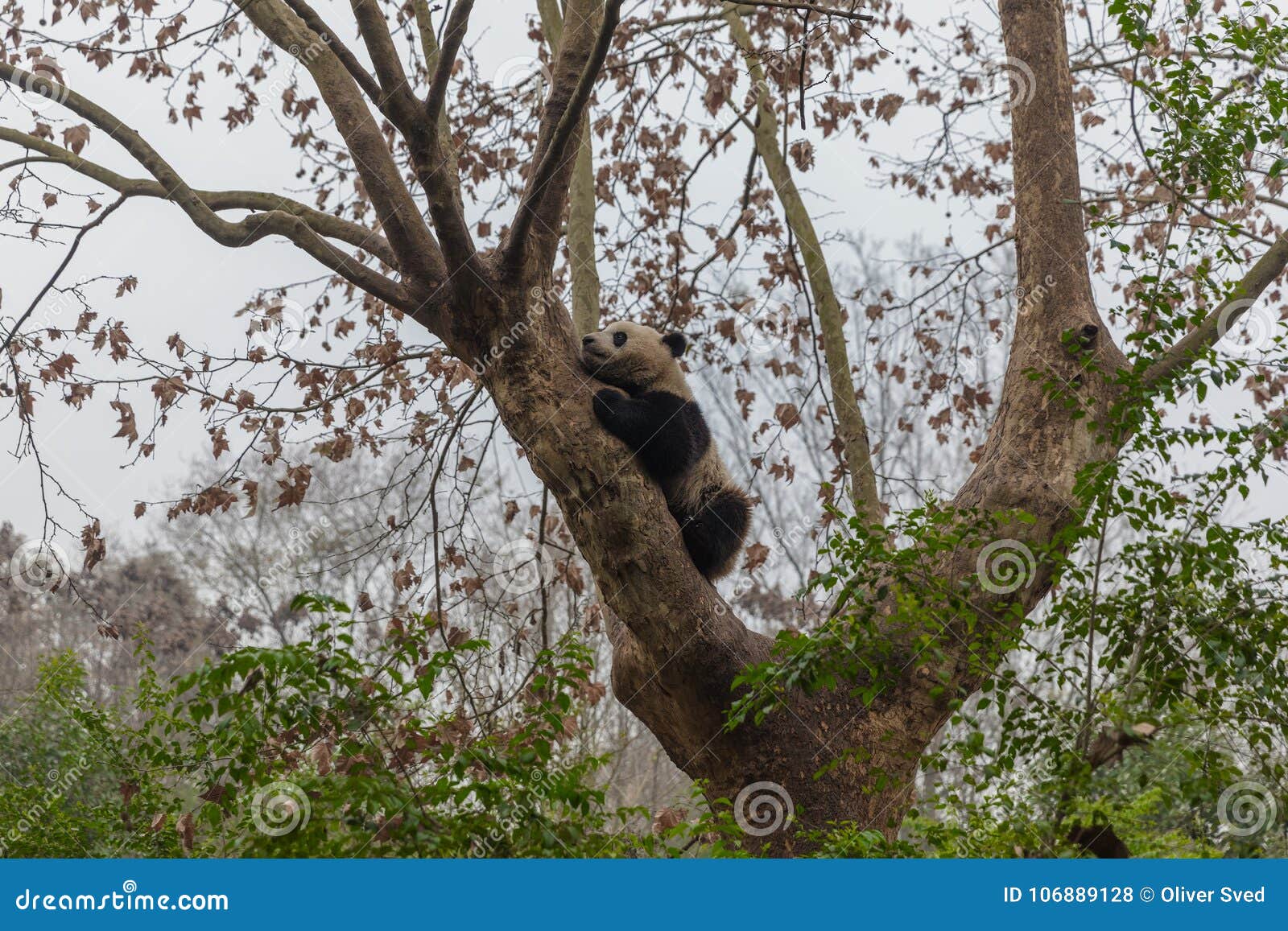 Giant Panda Climbing Tree Outdoors Stock Photo - Image of panda ...